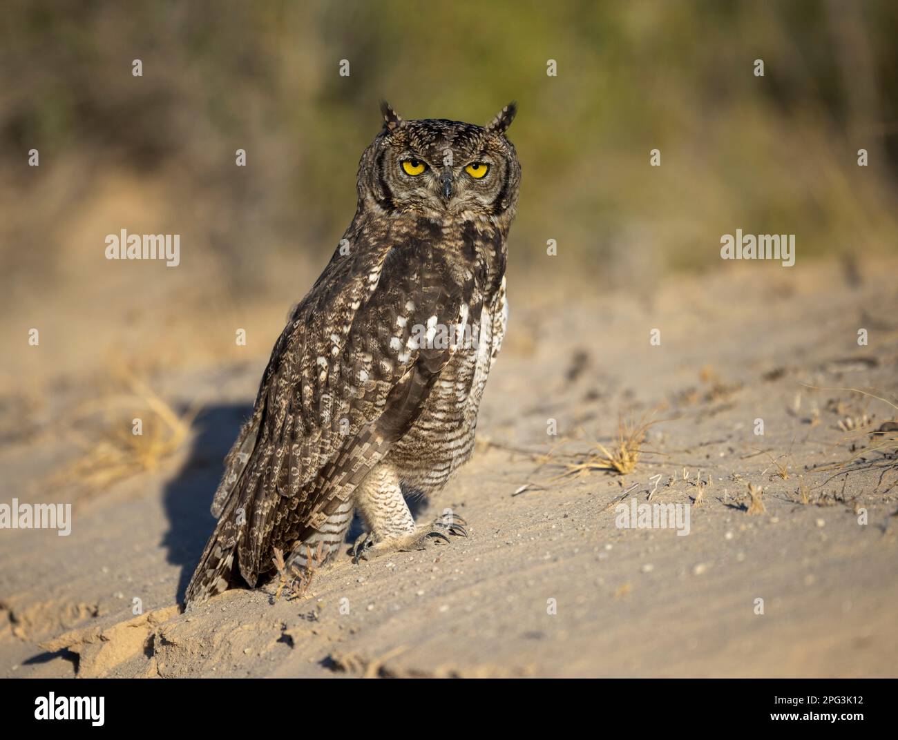 Spotted eagle owl sitting on the ground in the daytime Stock Photo - Alamy
