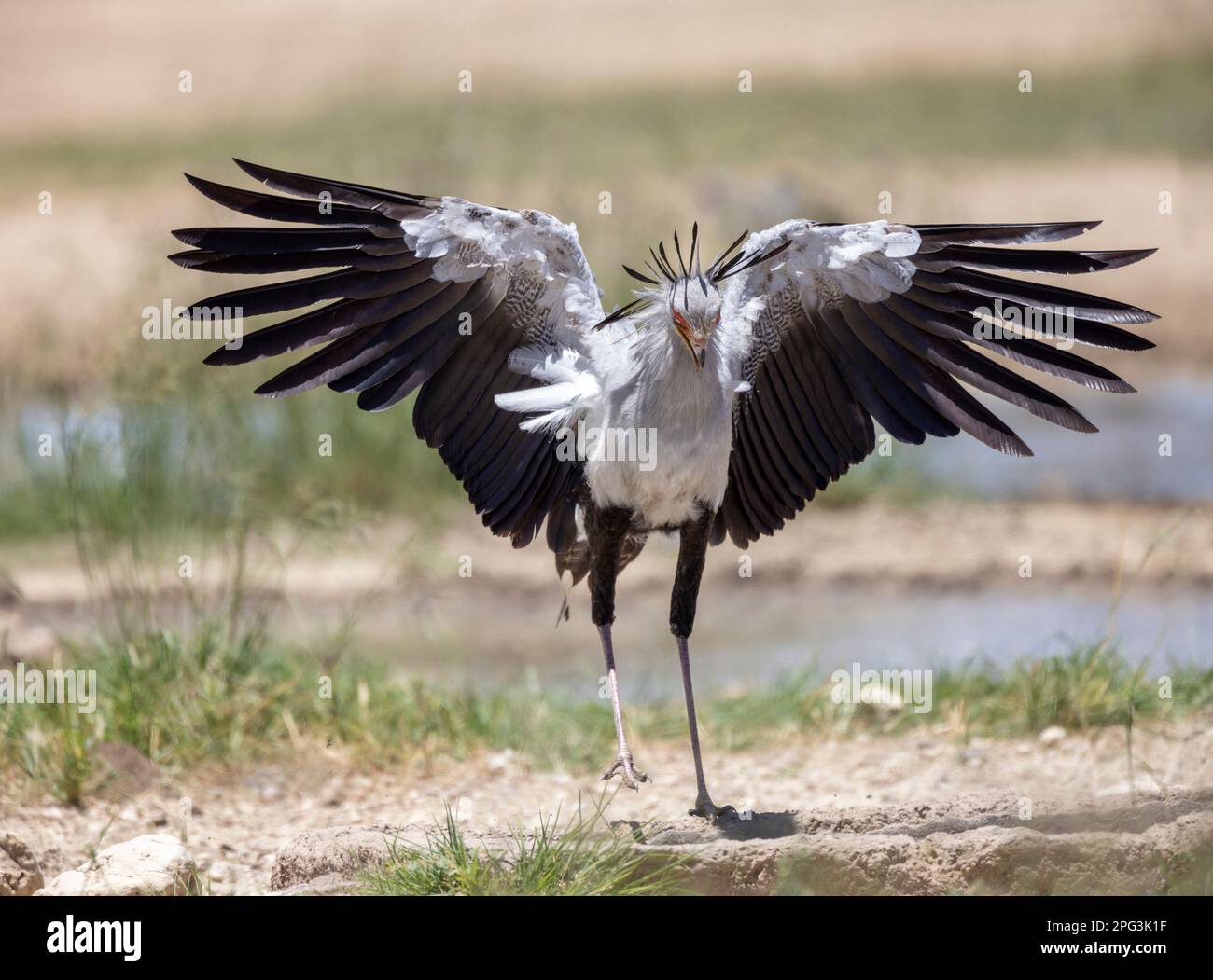 Secretary bird with wings outstretched as it jumps up on a trough to ...