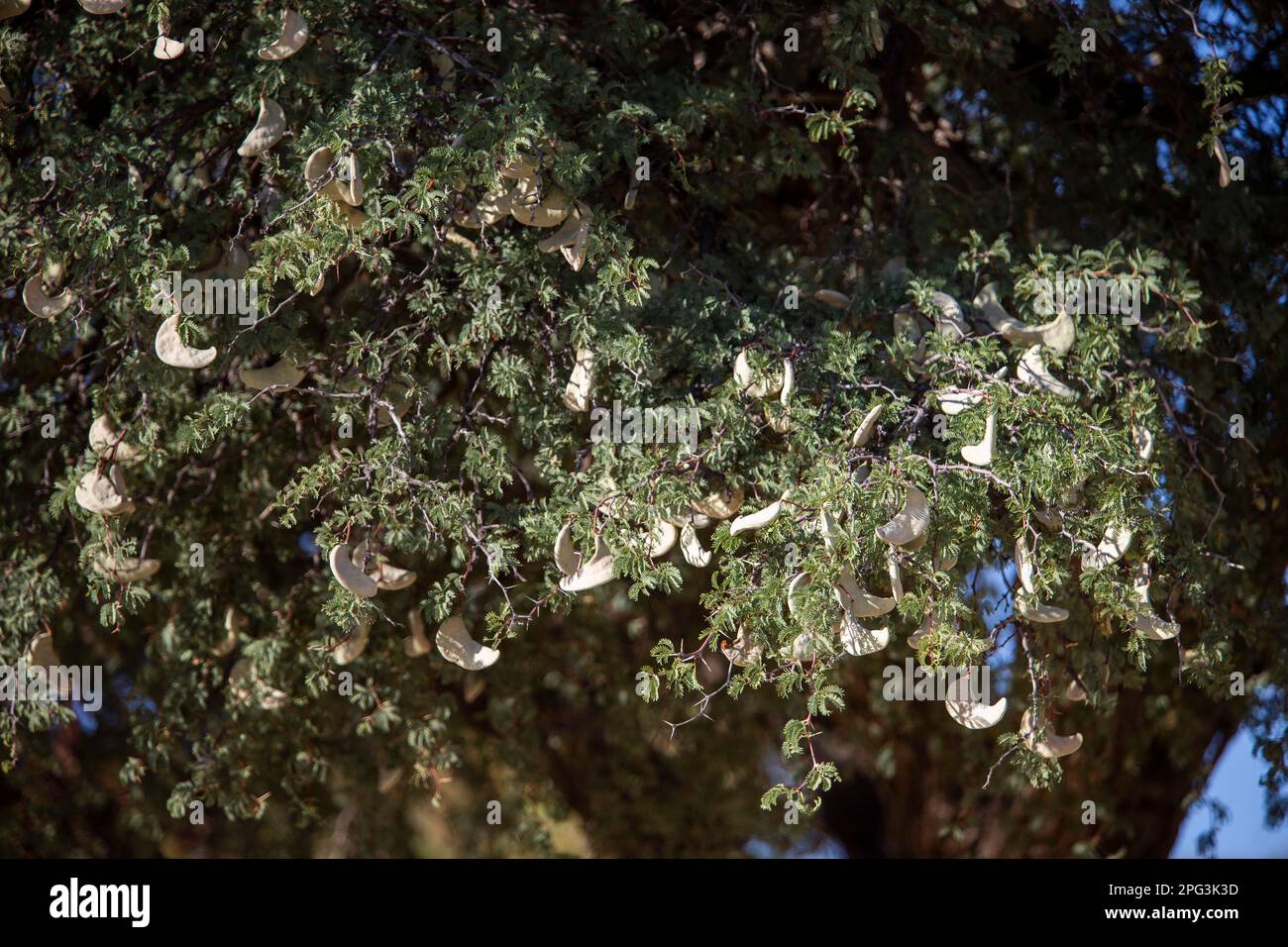 Closeup of an Acacia erioloba (Camelthorn Tree) showing foliage and ...