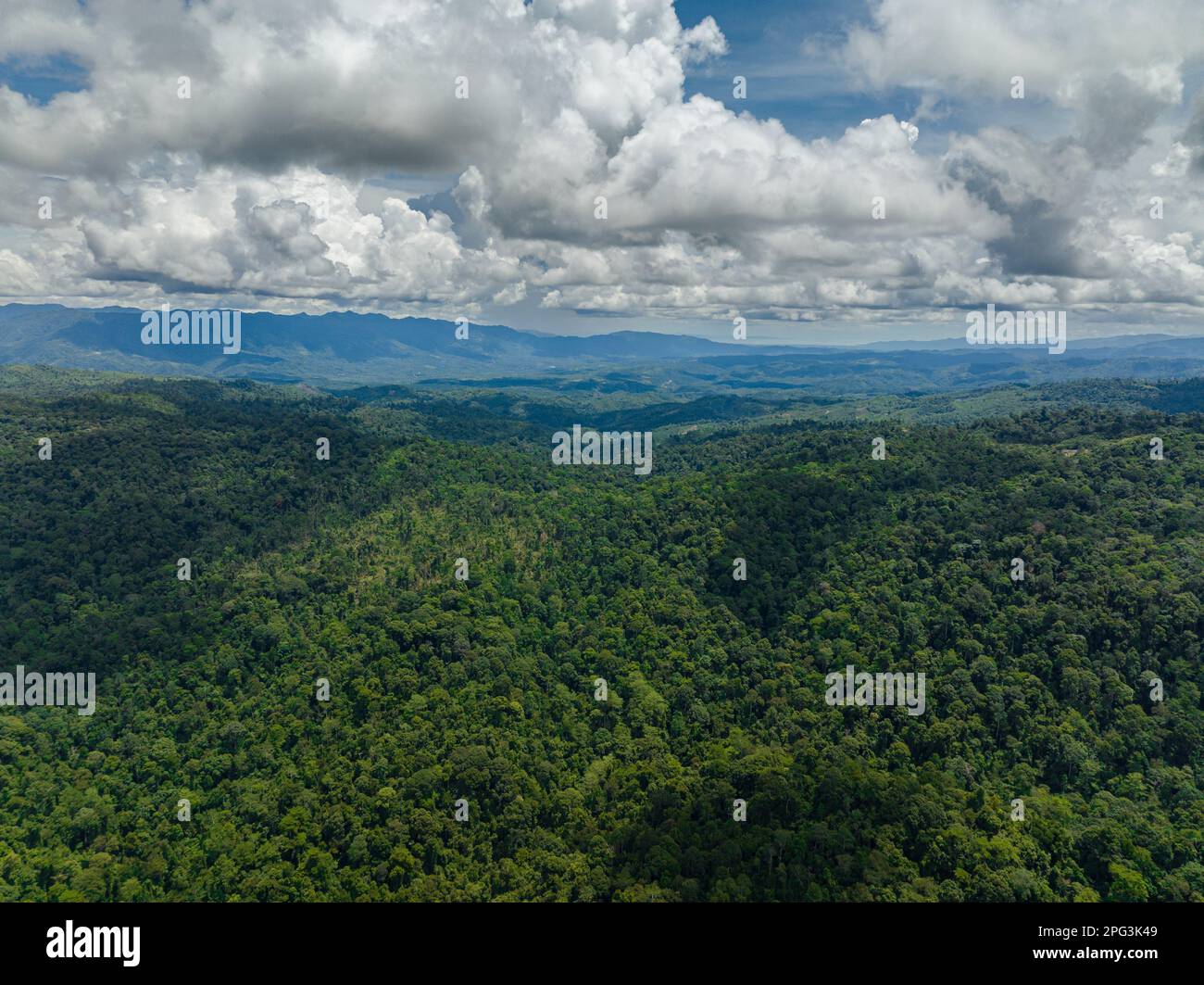 Fresh green foliage, tropical plants and trees covers mountains and ...
