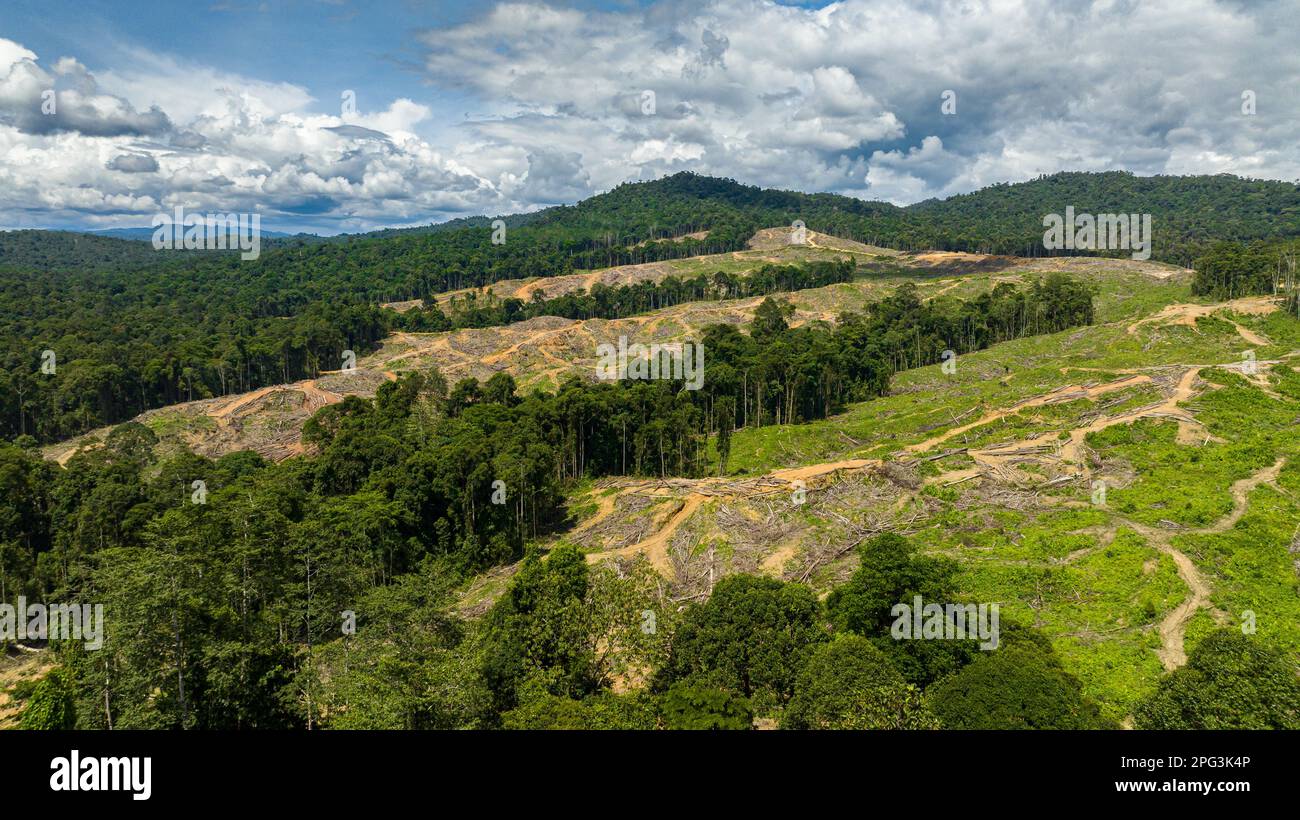 Rainforest cut down to make way for oil palm plantations. Deforestation ...