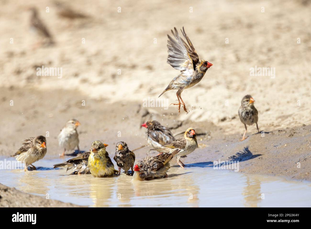 Red-billed quelea (Quelea quelea), also known as red-billed dioch ...