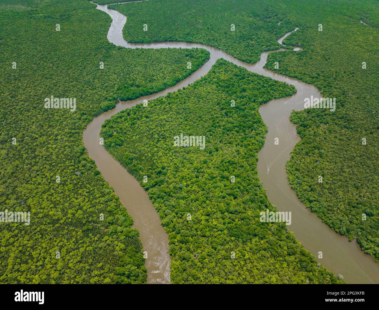 Mangrove forests and jungles in wetlands view from above. Menumbok ...