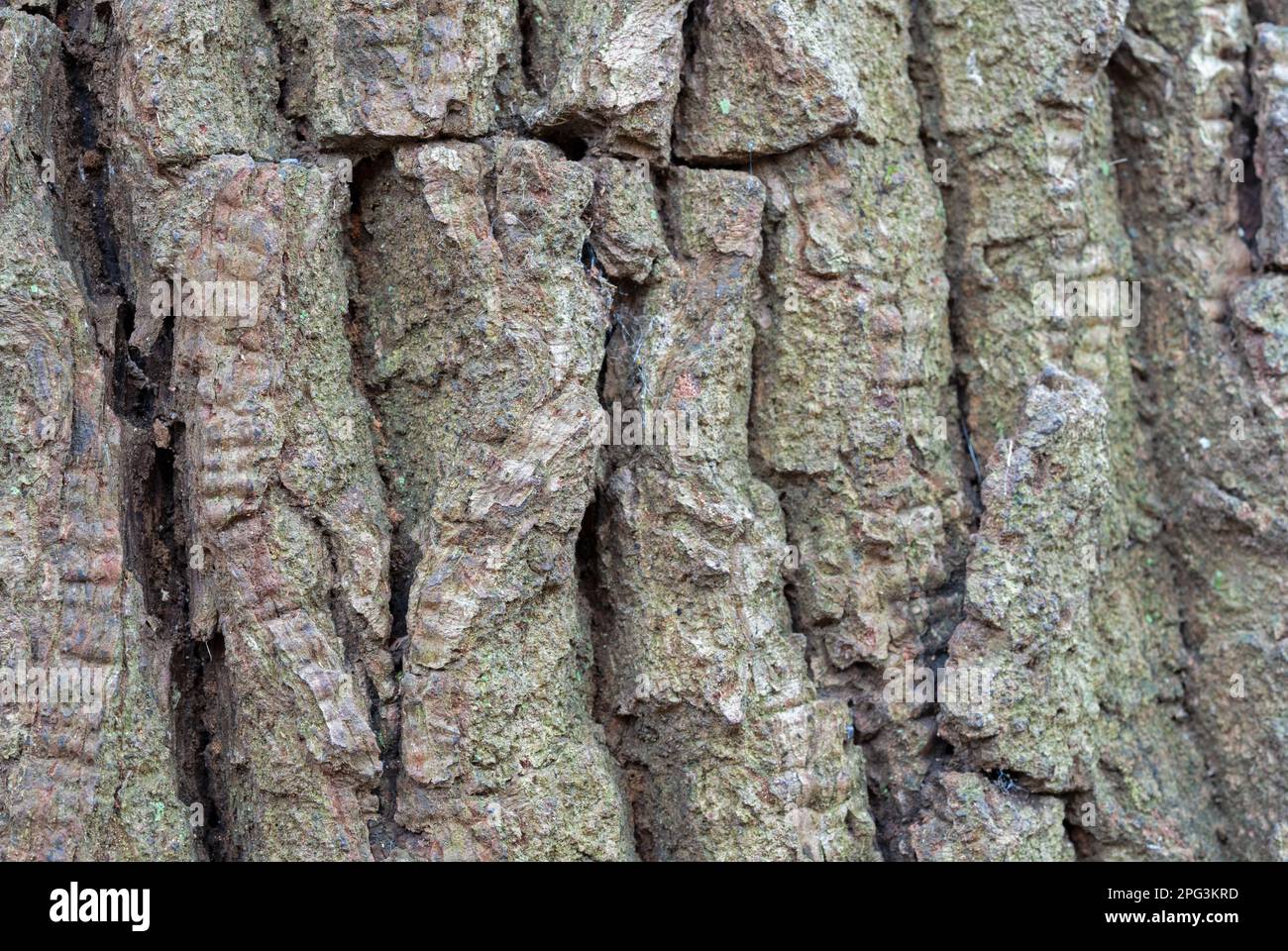 Tree bark southampton common Stock Photo - Alamy