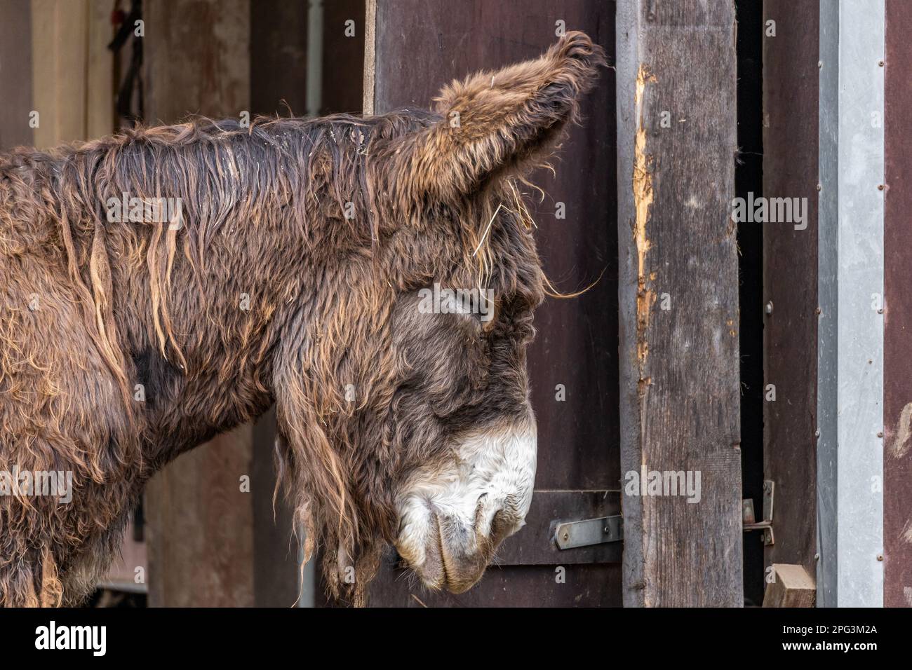 Poitou donkey hi-res stock photography and images - Alamy