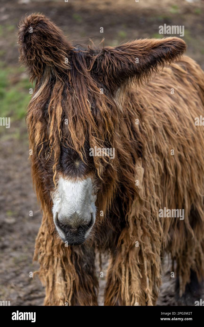 Poitou donkey hi-res stock photography and images - Alamy