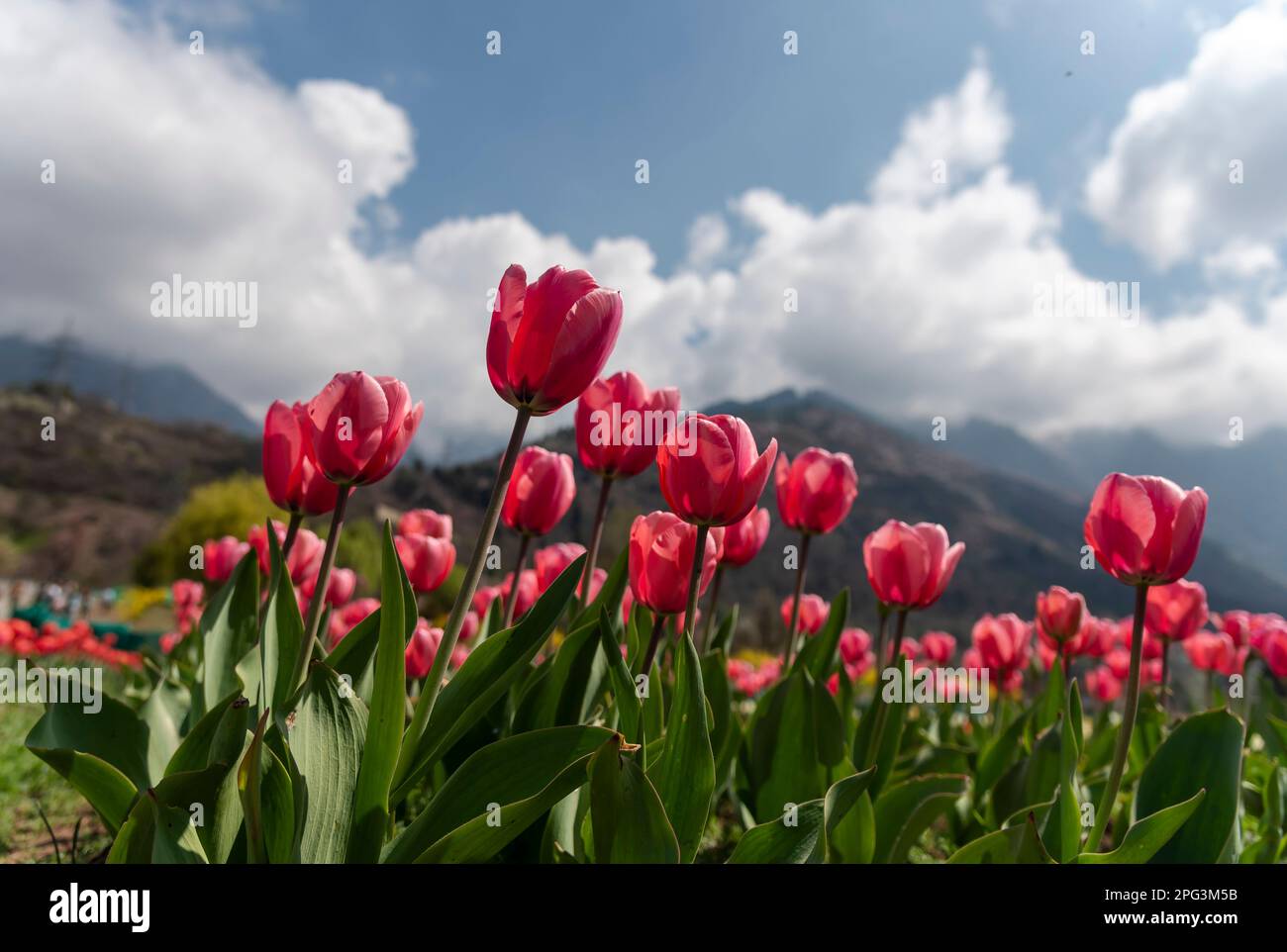 Srinagar, India. 20th Mar, 2023. Tulip flowers are seen in bloom inside ...