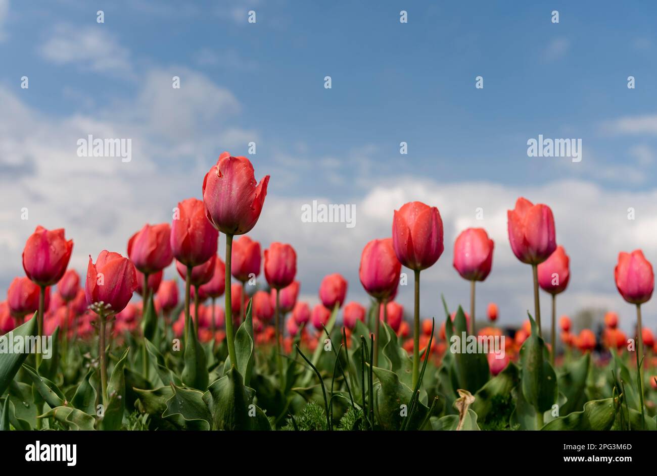 Srinagar, India. 20th Mar, 2023. Tulip flowers are seen in bloom inside ...