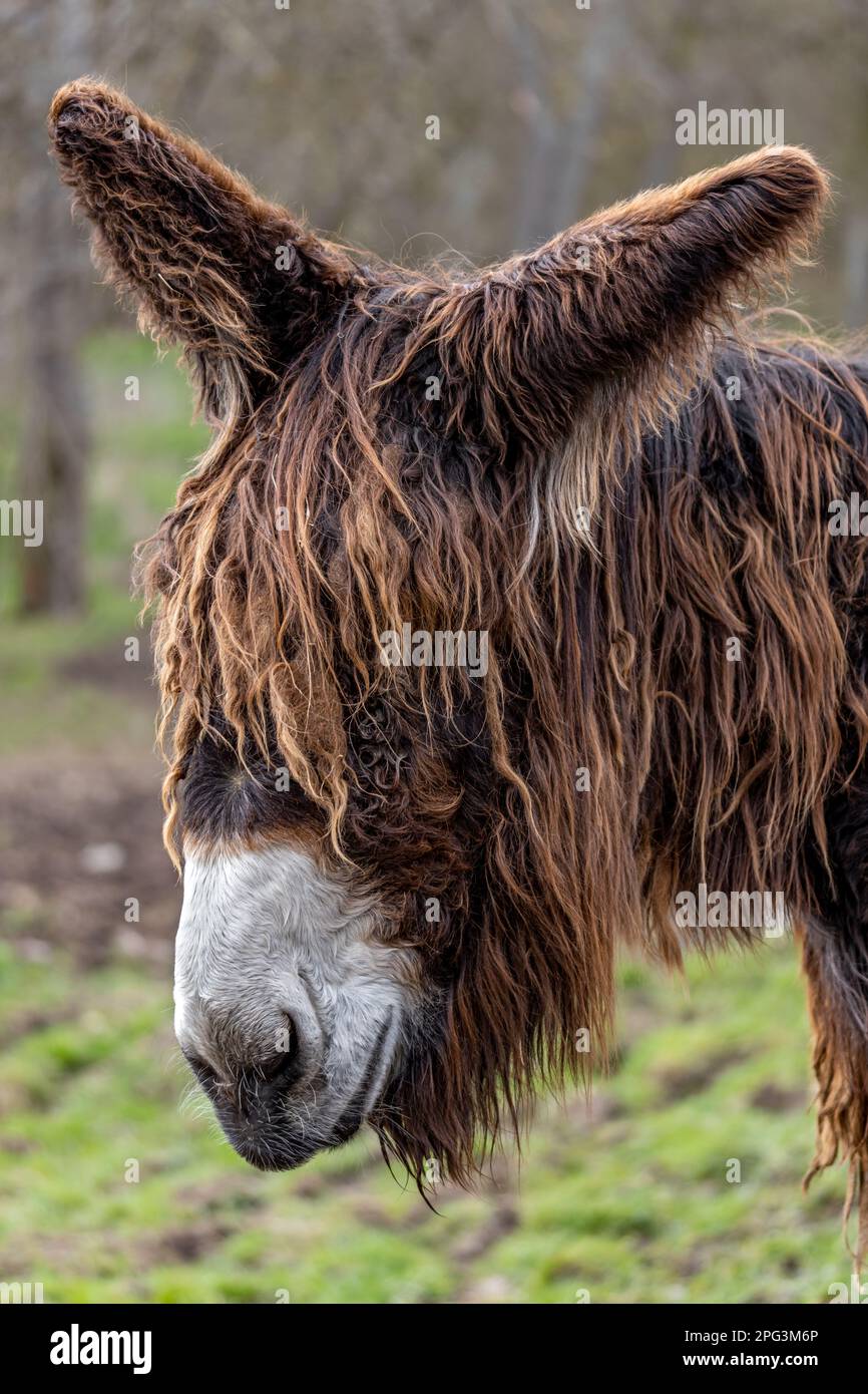 Donkey dreadlocks hi-res stock photography and images - Alamy