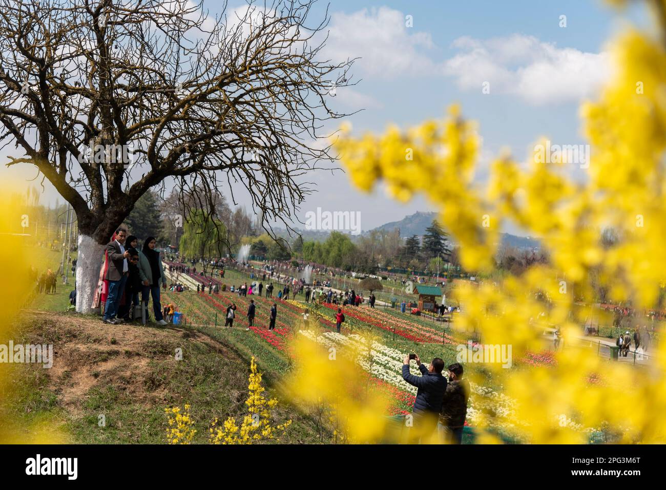 Srinagar, India. 20th Mar, 2023. Visitors take pictures inside Tulip ...