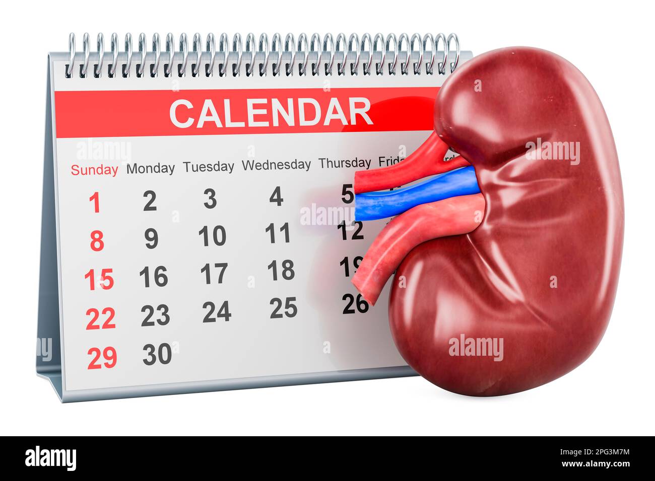 Human Kidney with desk calendar, 3D rendering isolated on white ...