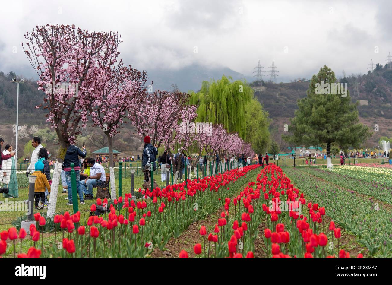 Srinagar, India. 20th Mar, 2023. Blooming Tulips are pictured in Tulip ...
