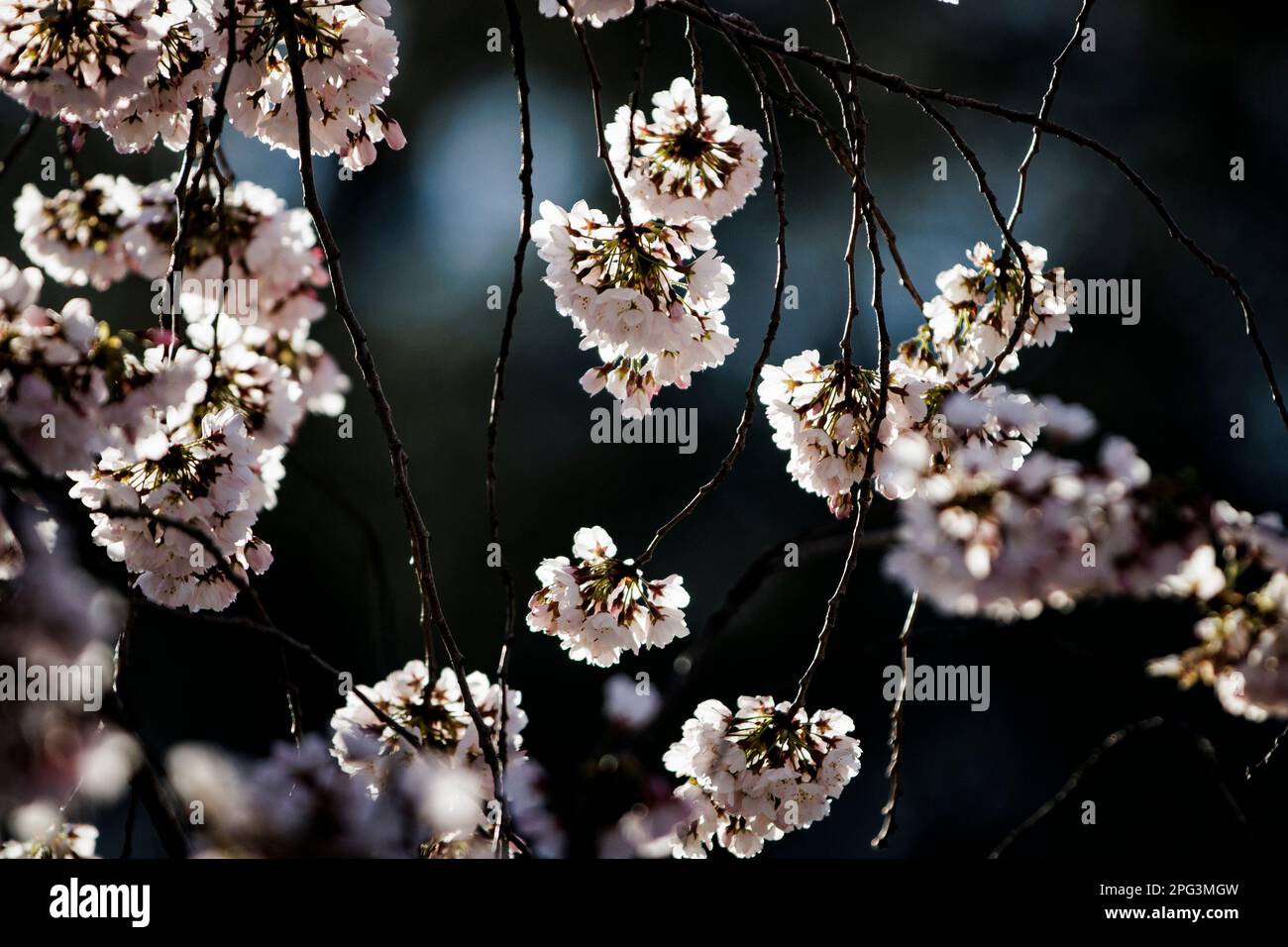 Washington, United States. 20th Mar, 2023. Japanese Cherry trees begin ...