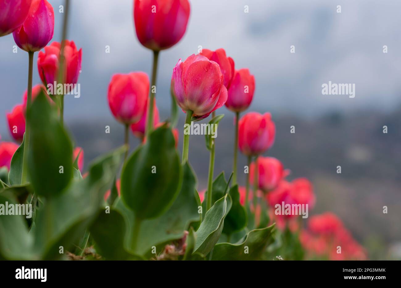 Tulip flowers are seen in bloom inside Tulip Garden on a sunny spring ...