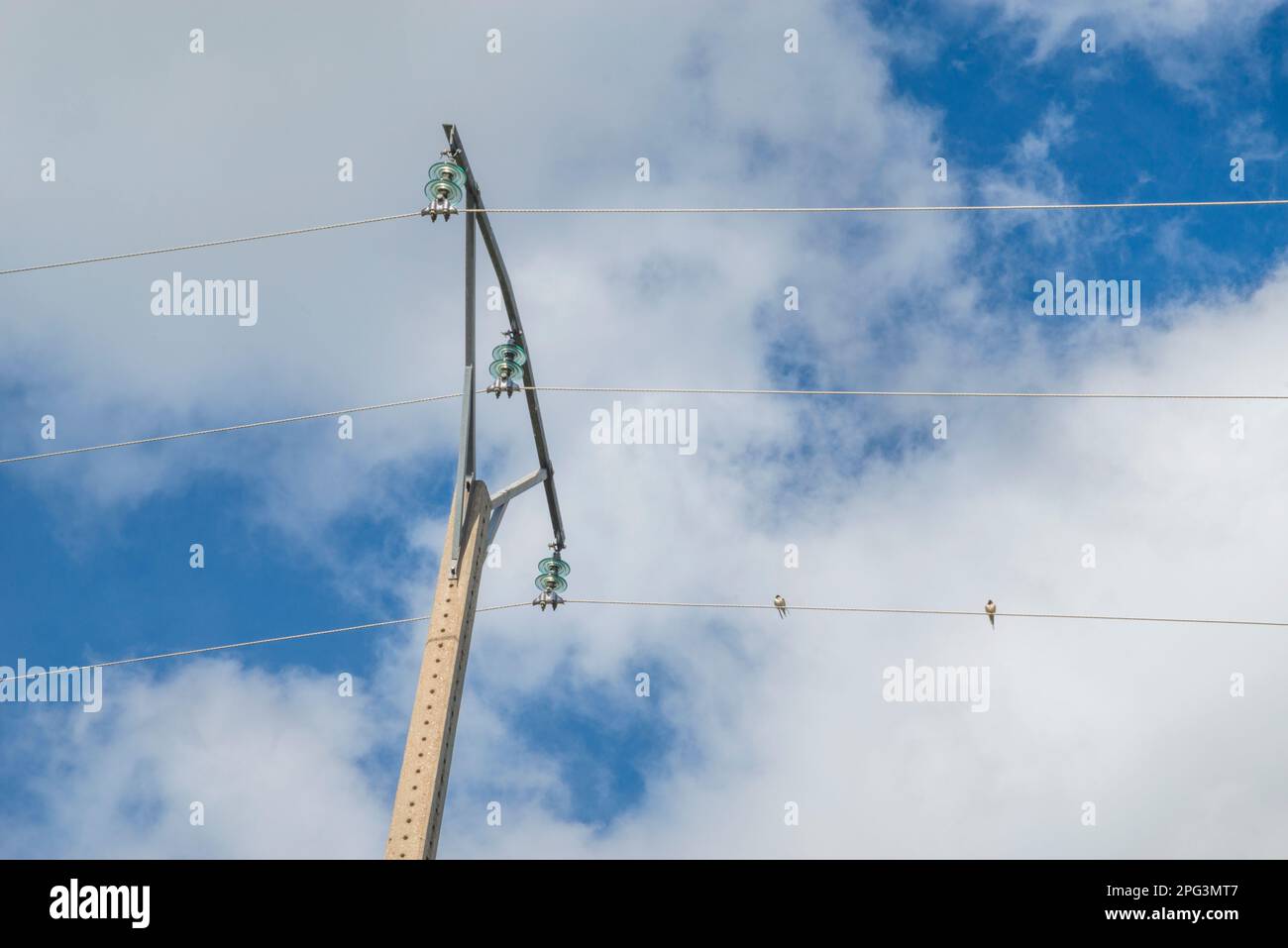Electricity pylon and swallows on the cable Stock Photo - Alamy