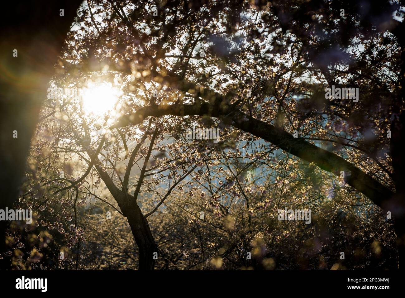 Washington, United States. 20th Mar, 2023. Japanese Cherry trees begin ...