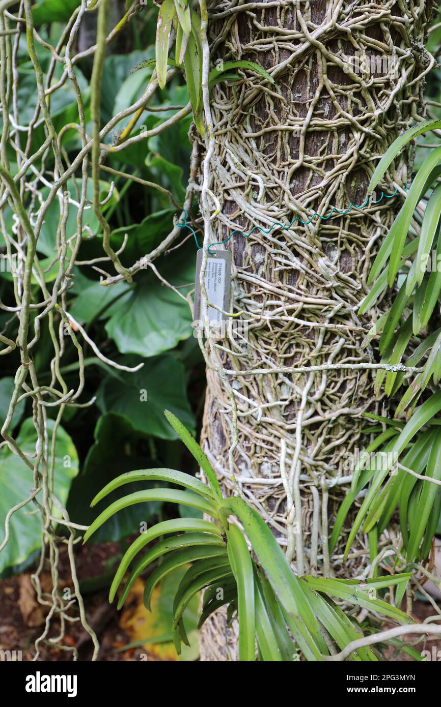 A variety of orchids growing on the trunk of a Dictyosperma album ...