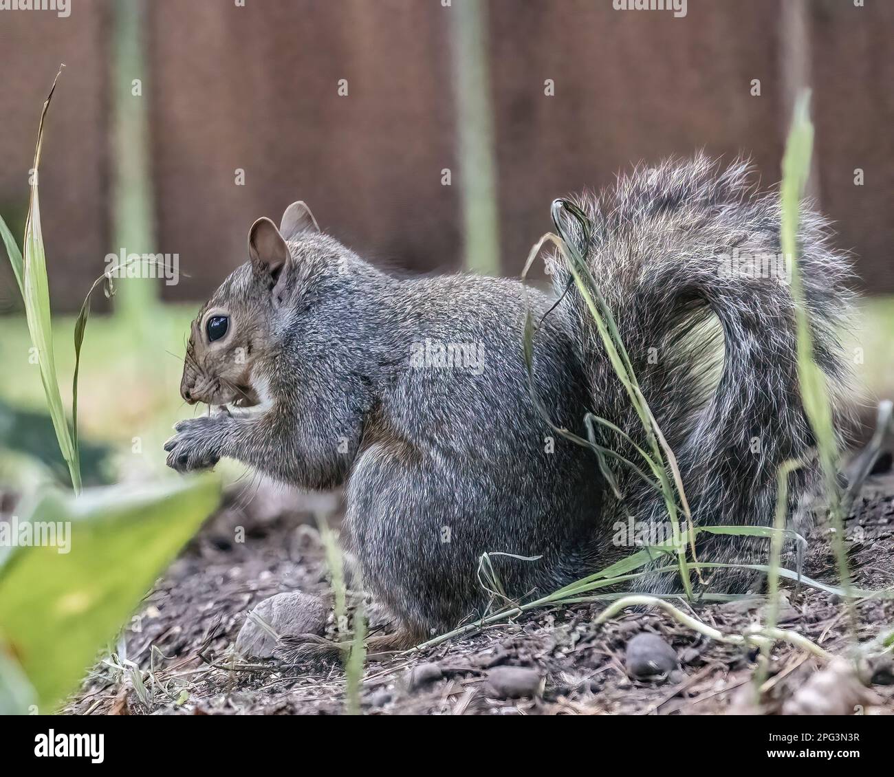 Gray squirrel eating in a backyard garden on an autumn day in Taylors ...