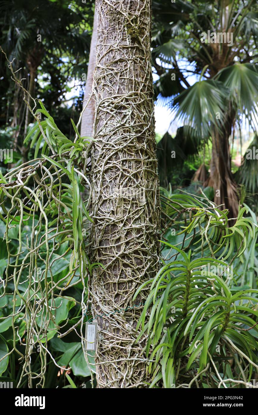 A variety of orchids growing on the trunk of a Dictyosperma album ...