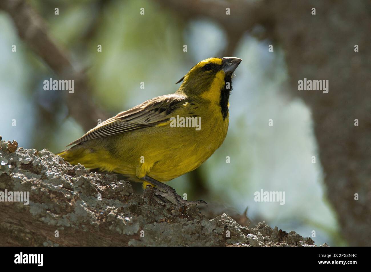 Yellow Cardinal, Endangered Species, Calden Forest, La Pampa Province ...