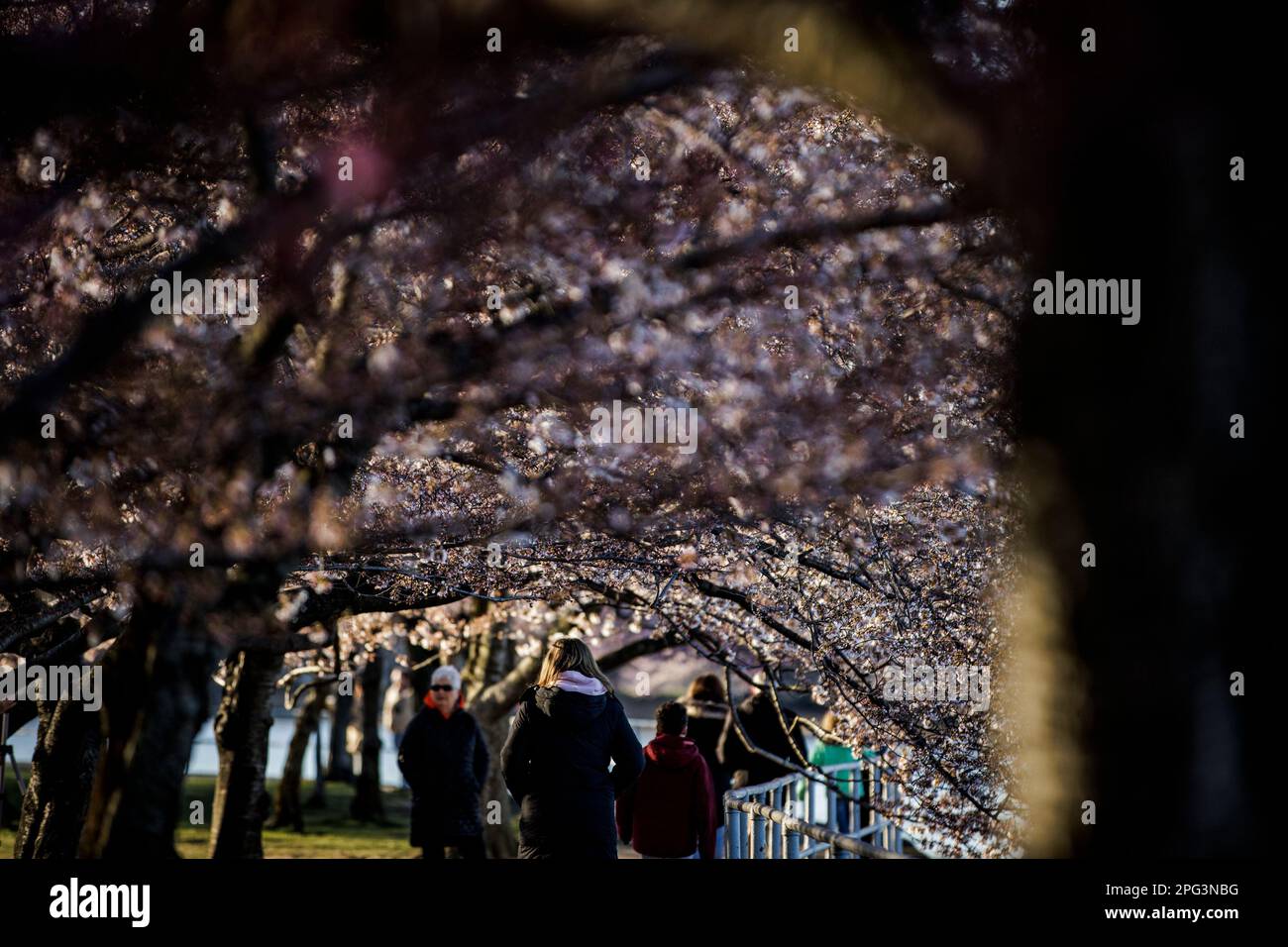 Washington, United States. 20th Mar, 2023. People walk along the Tidal ...
