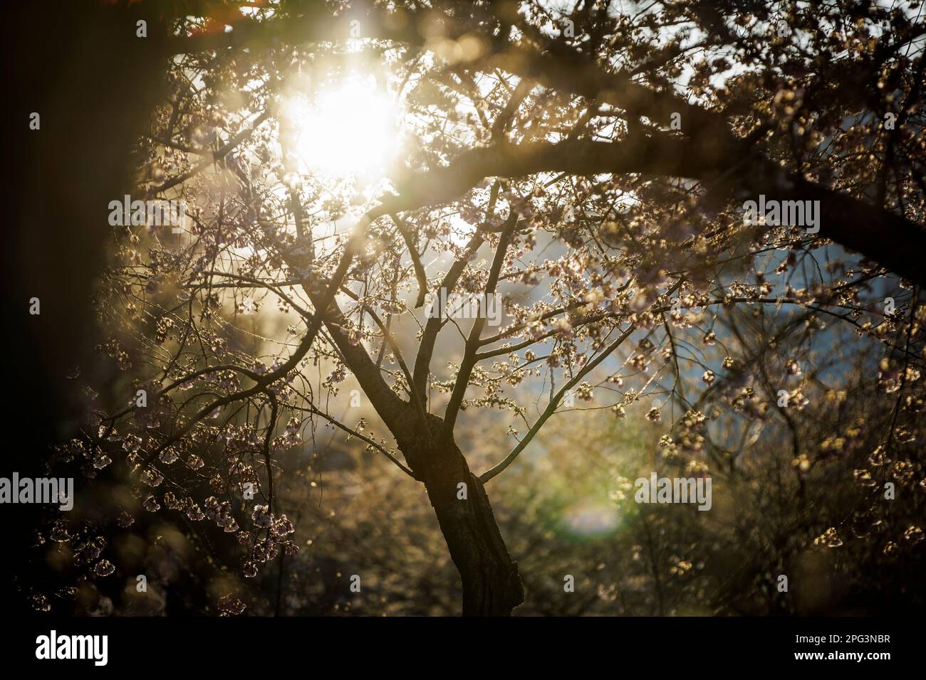 Washington, United States. 20th Mar, 2023. Japanese Cherry trees begin ...