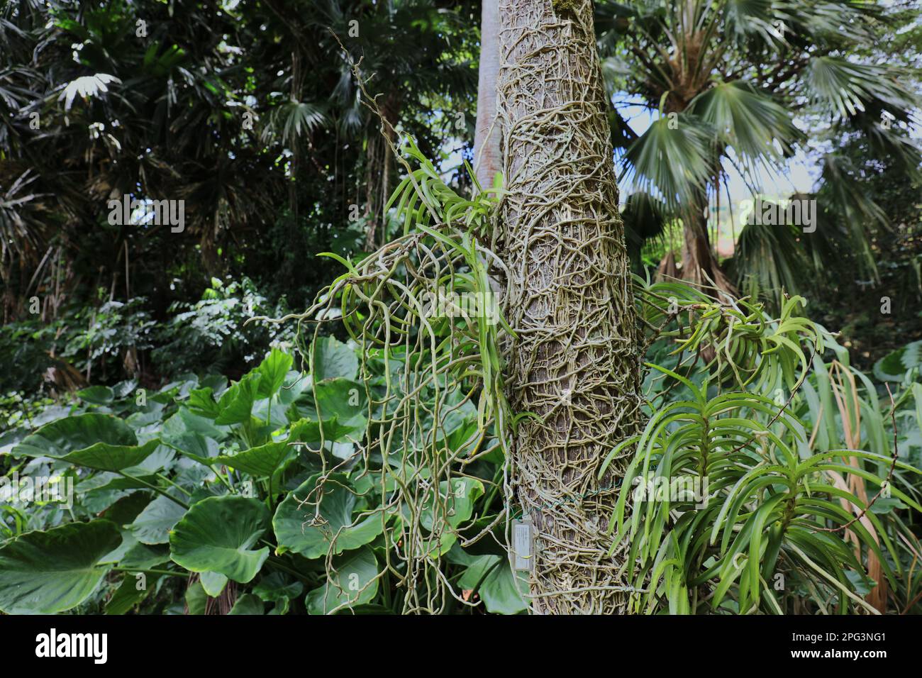 A variety of orchids growing on the trunk of a Dictyosperma album ...
