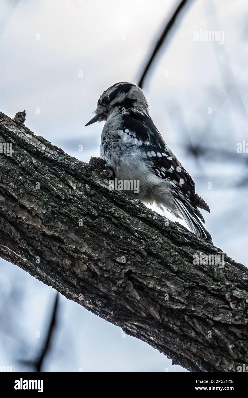 Cute little female downy woodpecker perched on the branch of a tree on ...