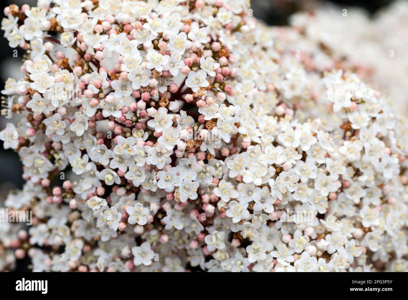 Laurustine is a species of flowering plant in the family Adoxaceae ...