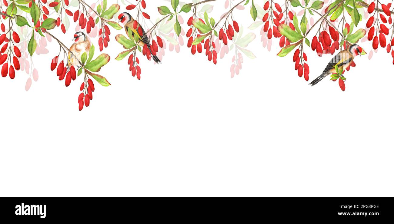 Hand drawn watercolor seamless upper border with birds and barberry. A ...