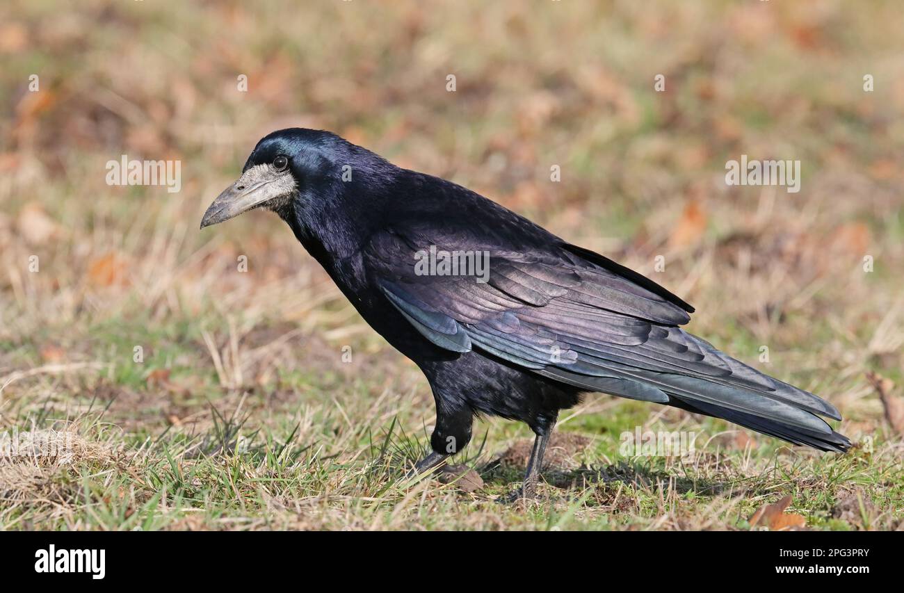 Rook, Corvus frugilegus, standing in sunlight with shiny feathers Stock ...