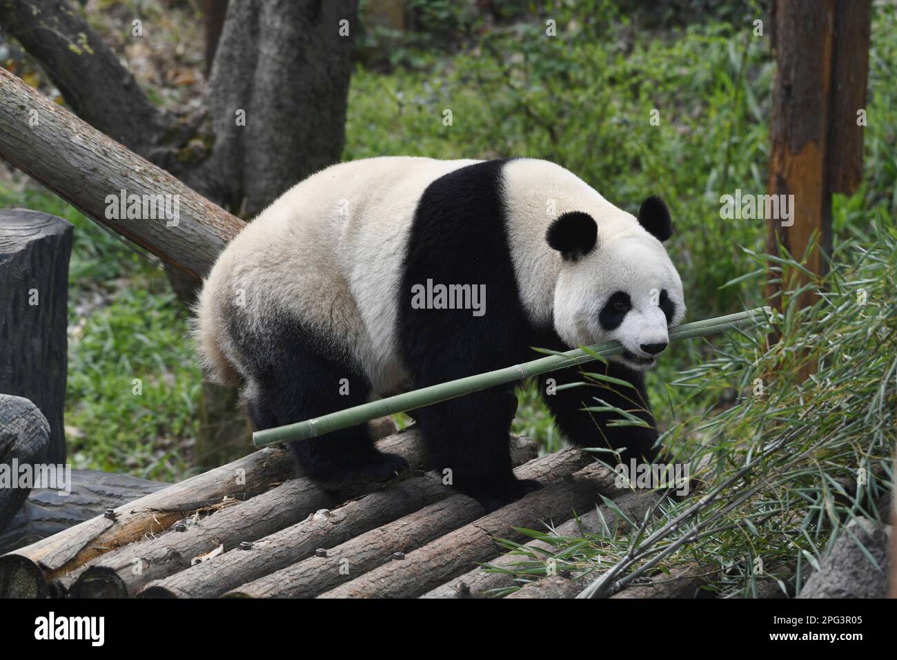 A giant panda eats bamboo in a zoo in Nanjing in east China's Jiangsu ...