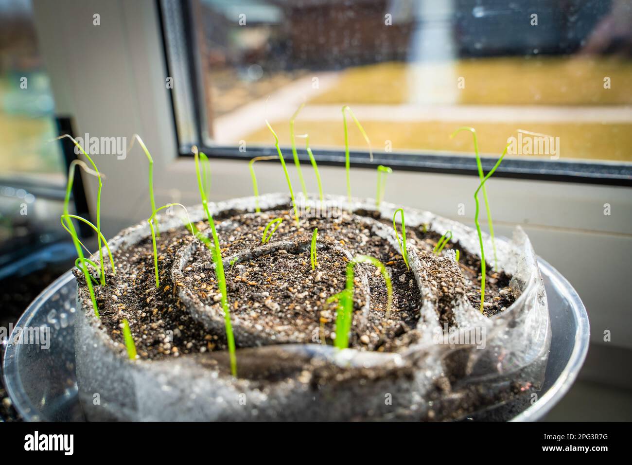 Young sprouts of onion seedlings in a roll of polyethylene foam close ...