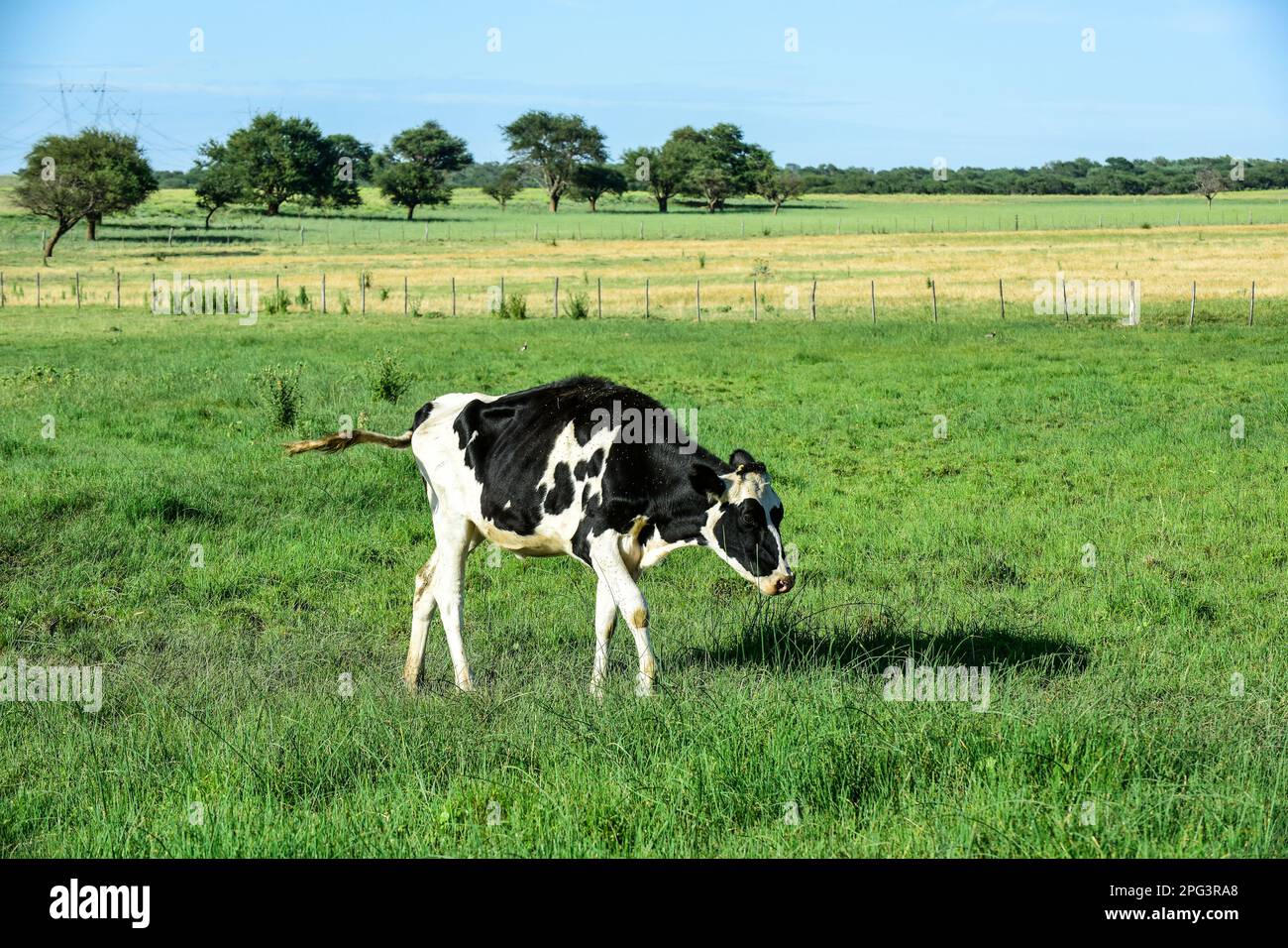Cattle in Argentine Countryside, La Pampa Province, Patagonia ...