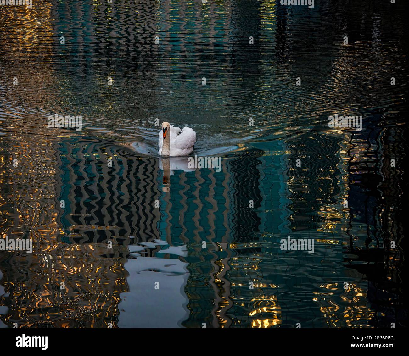Swan in the river Thames at Canary Wharf with lights reflecting in the ...