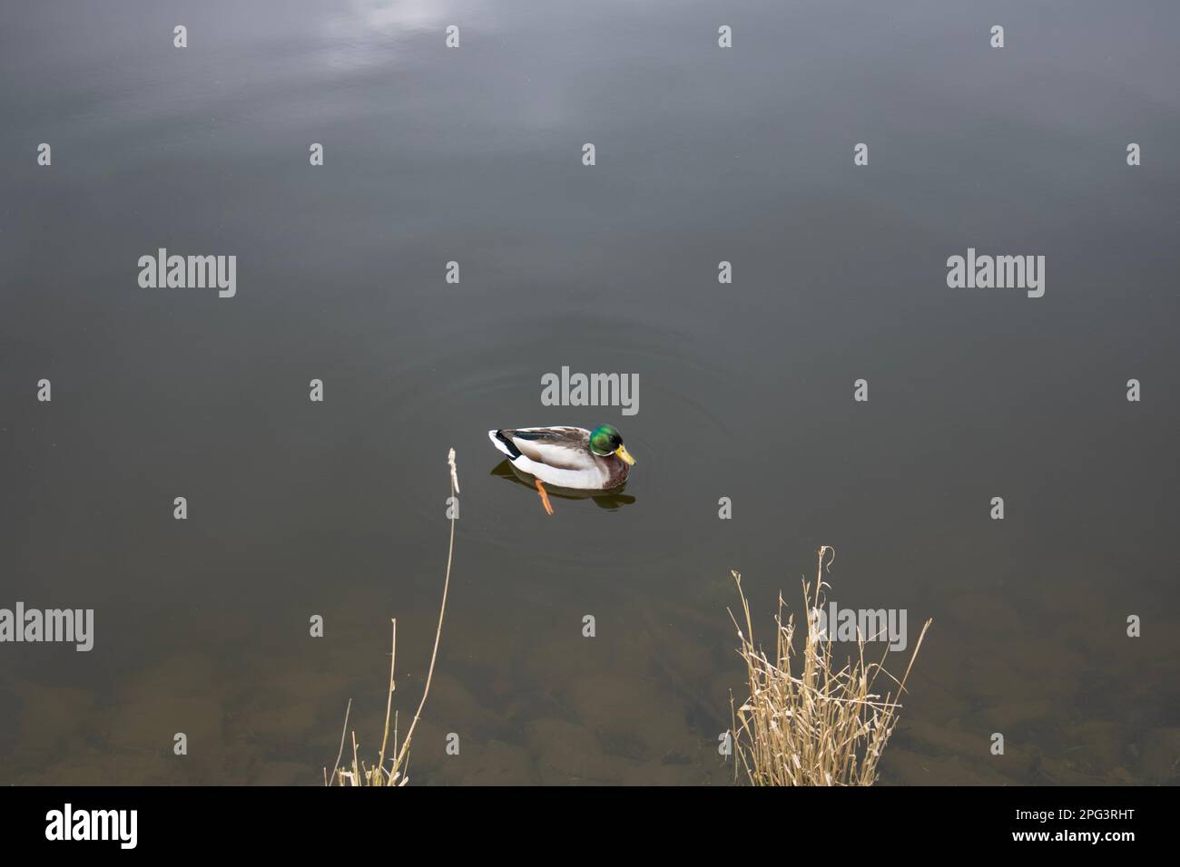 Duck in water Stock Photo - Alamy