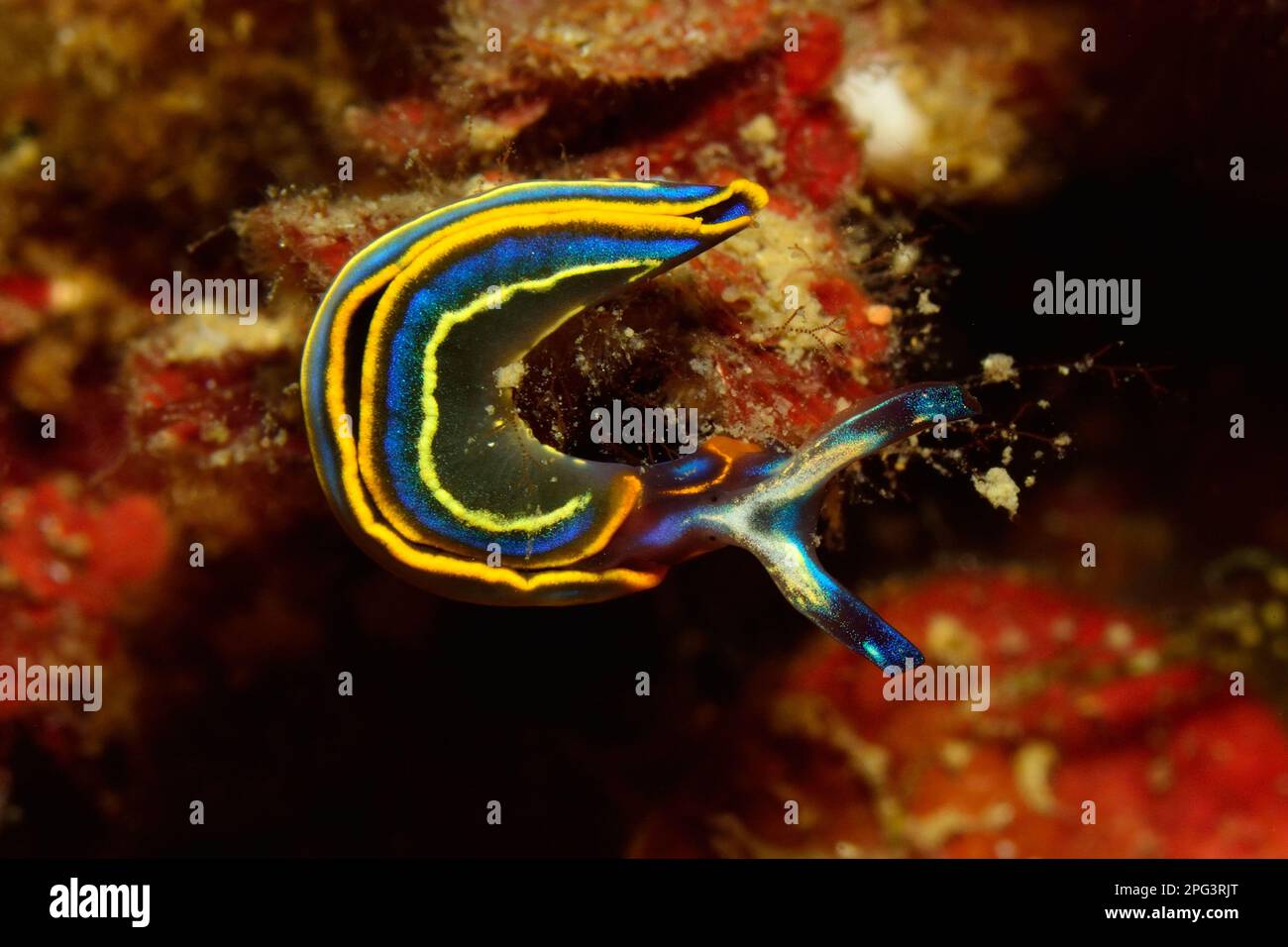 Solar powered sea slugs hi-res stock photography and images - Alamy