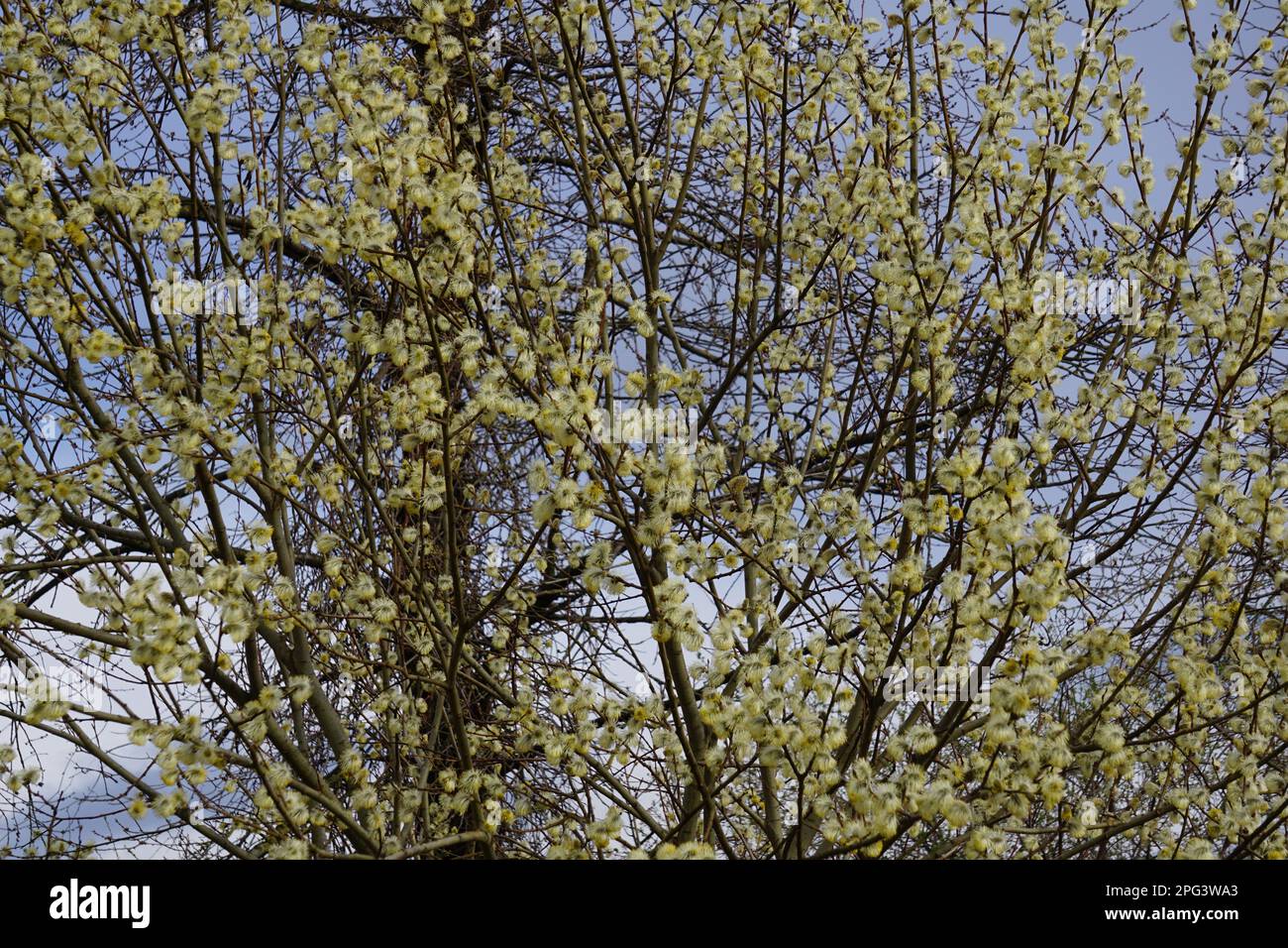 A close up of a willow catkin blossom tree Stock Photo - Alamy