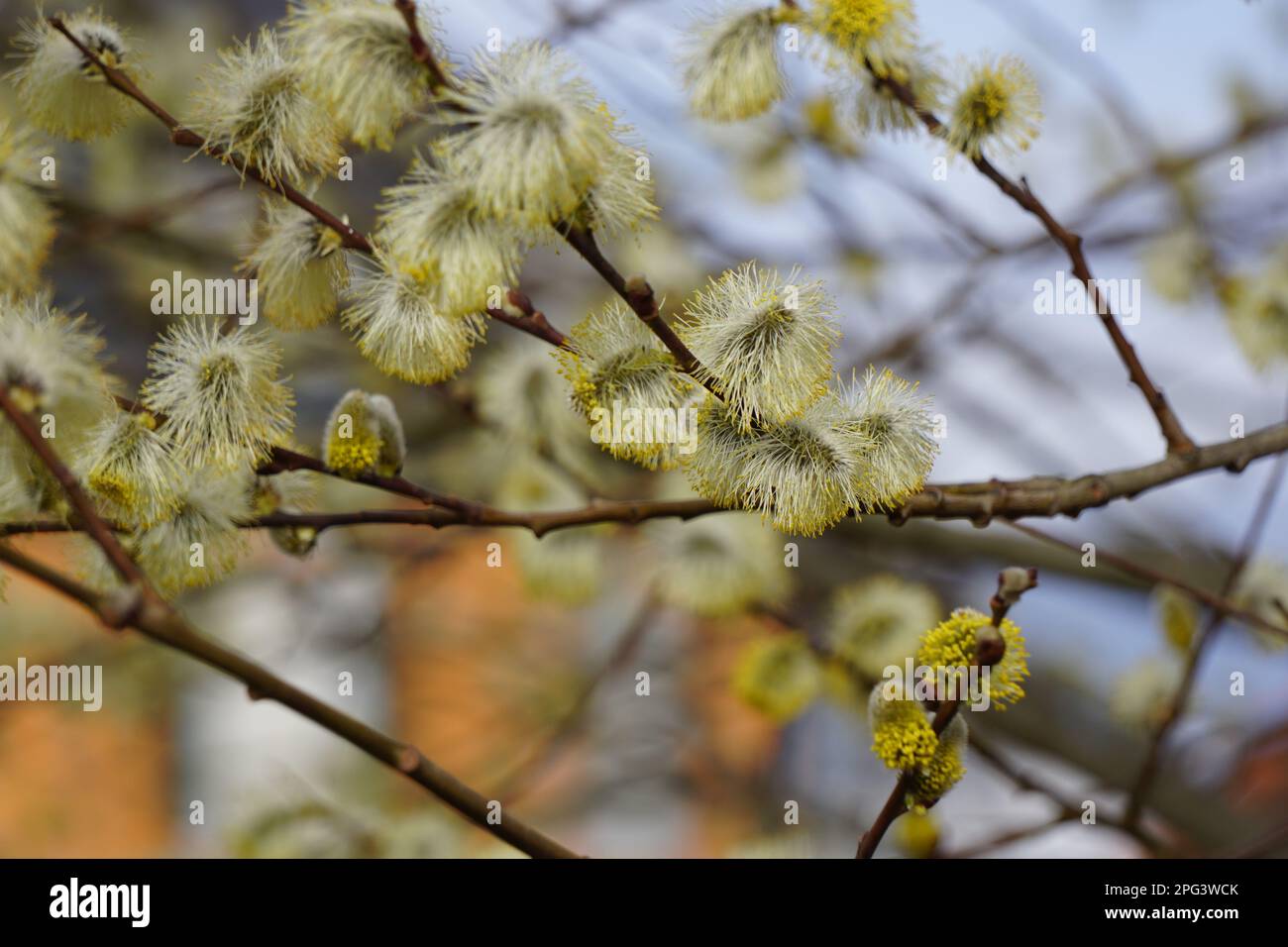 A close up of a willow catkin blossom on tree branch Stock Photo - Alamy