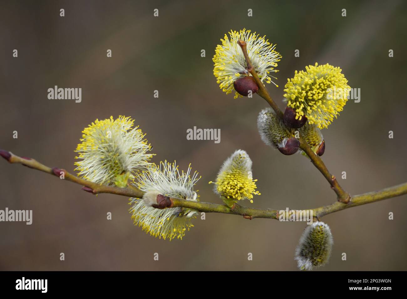 A close up of a willow catkin blossom on a tree branch Stock Photo - Alamy