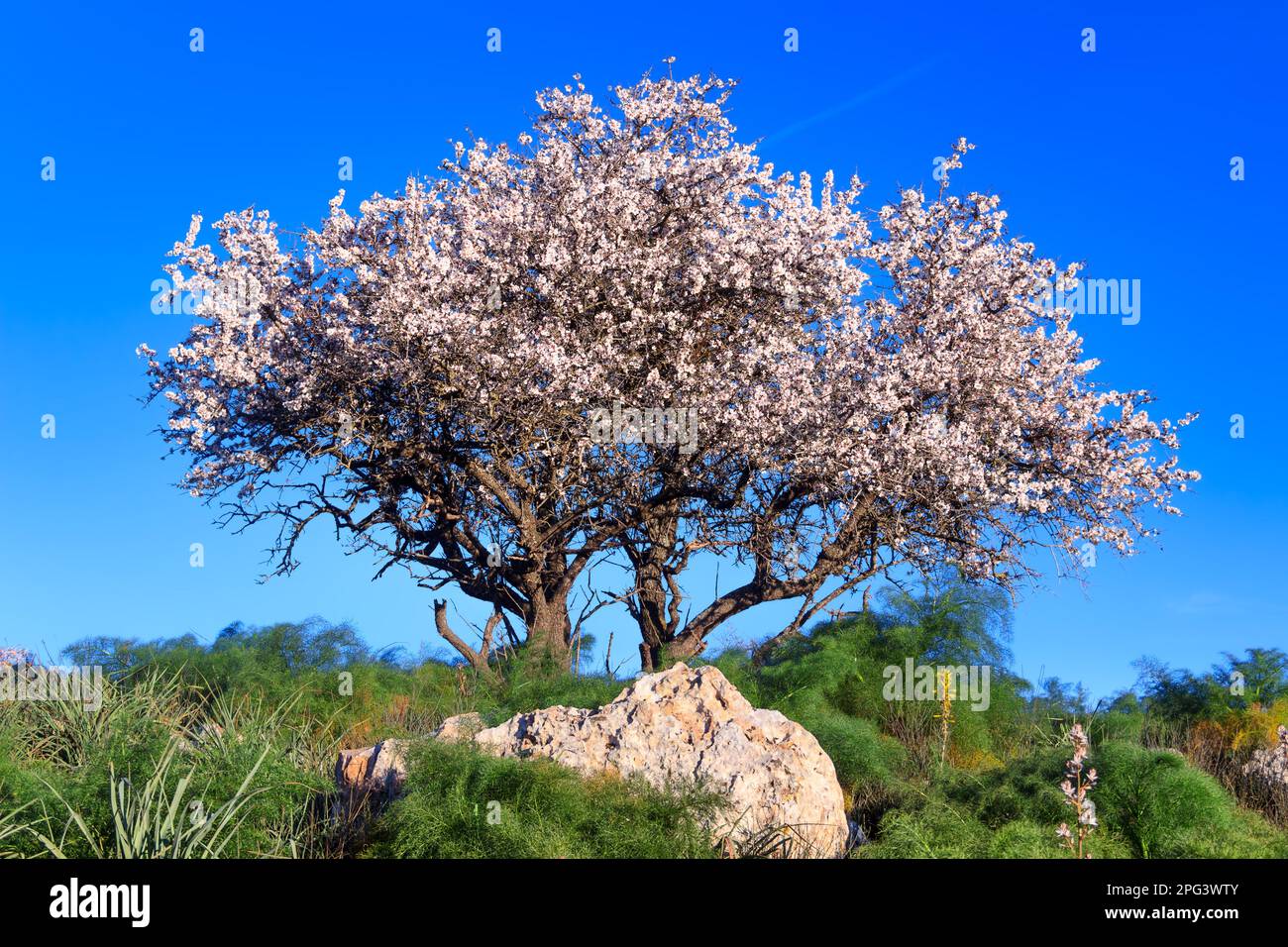 National tree of italy hi-res stock photography and images - Alamy