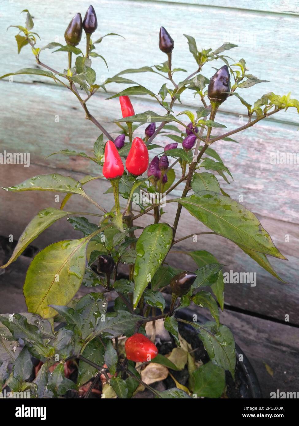 Local chili tree agriculture in an organic farms in Indonesia Stock ...