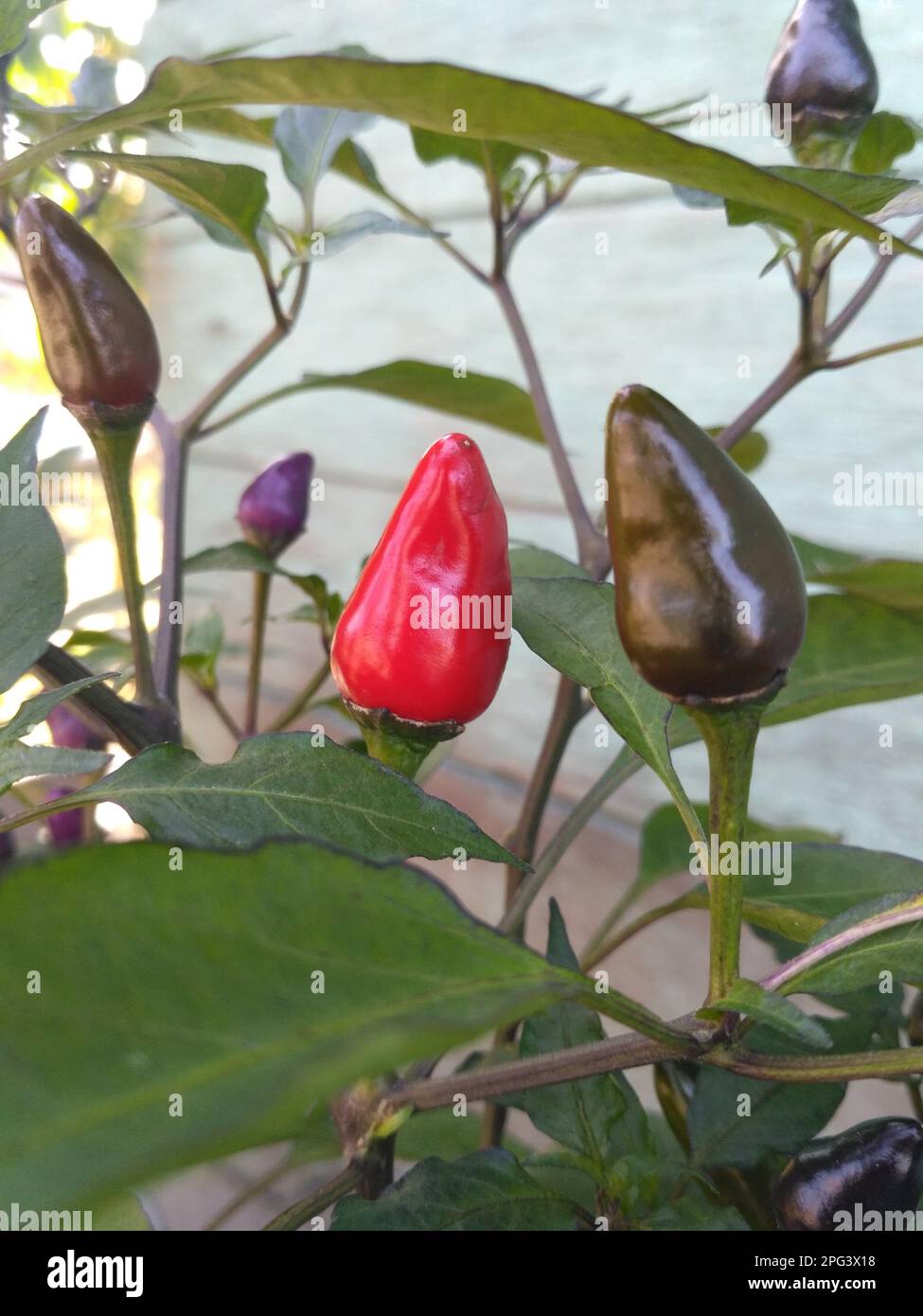 Red and Purple chili peppers on the tree in garden Stock Photo - Alamy