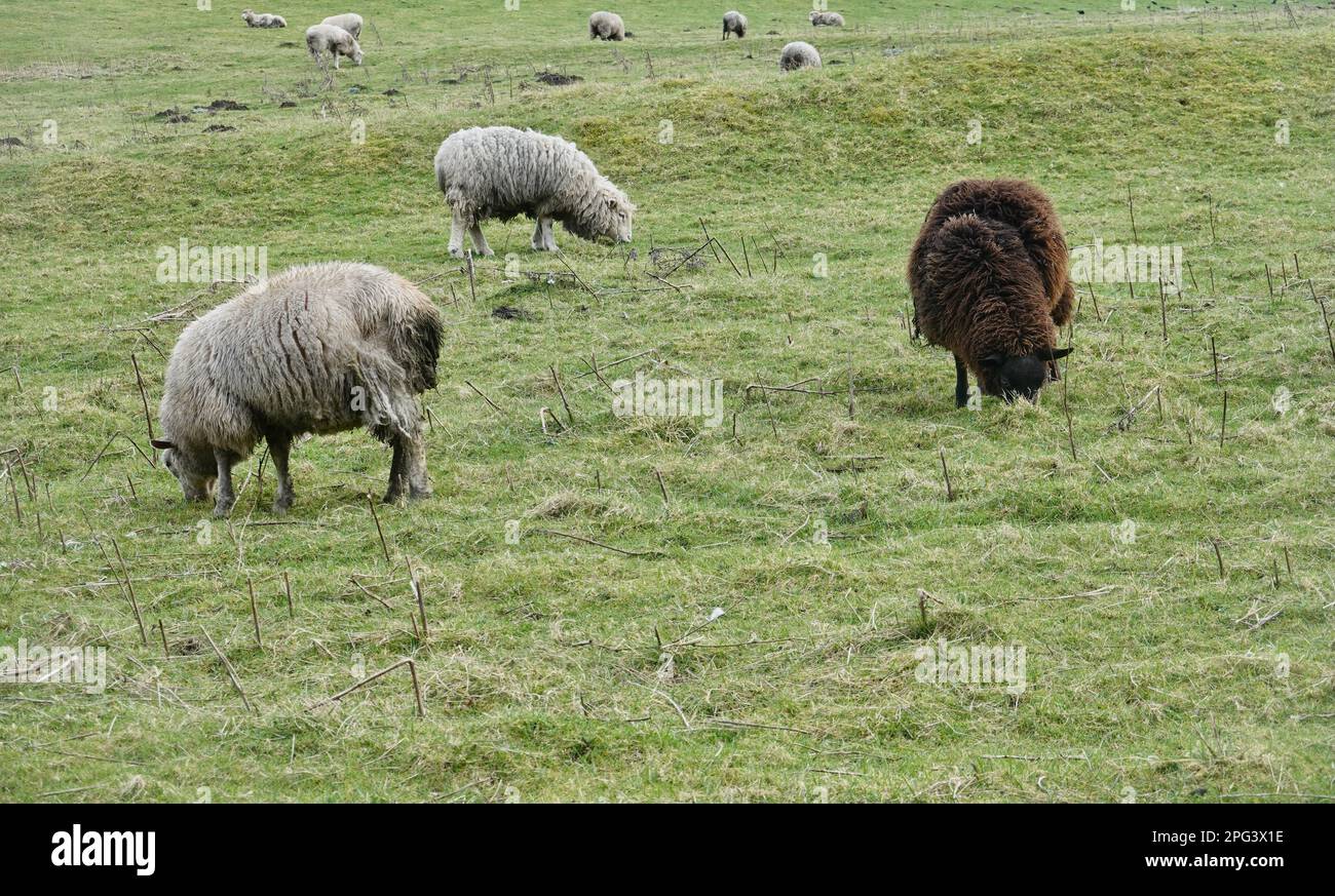 Third sheep hi-res stock photography and images - Alamy