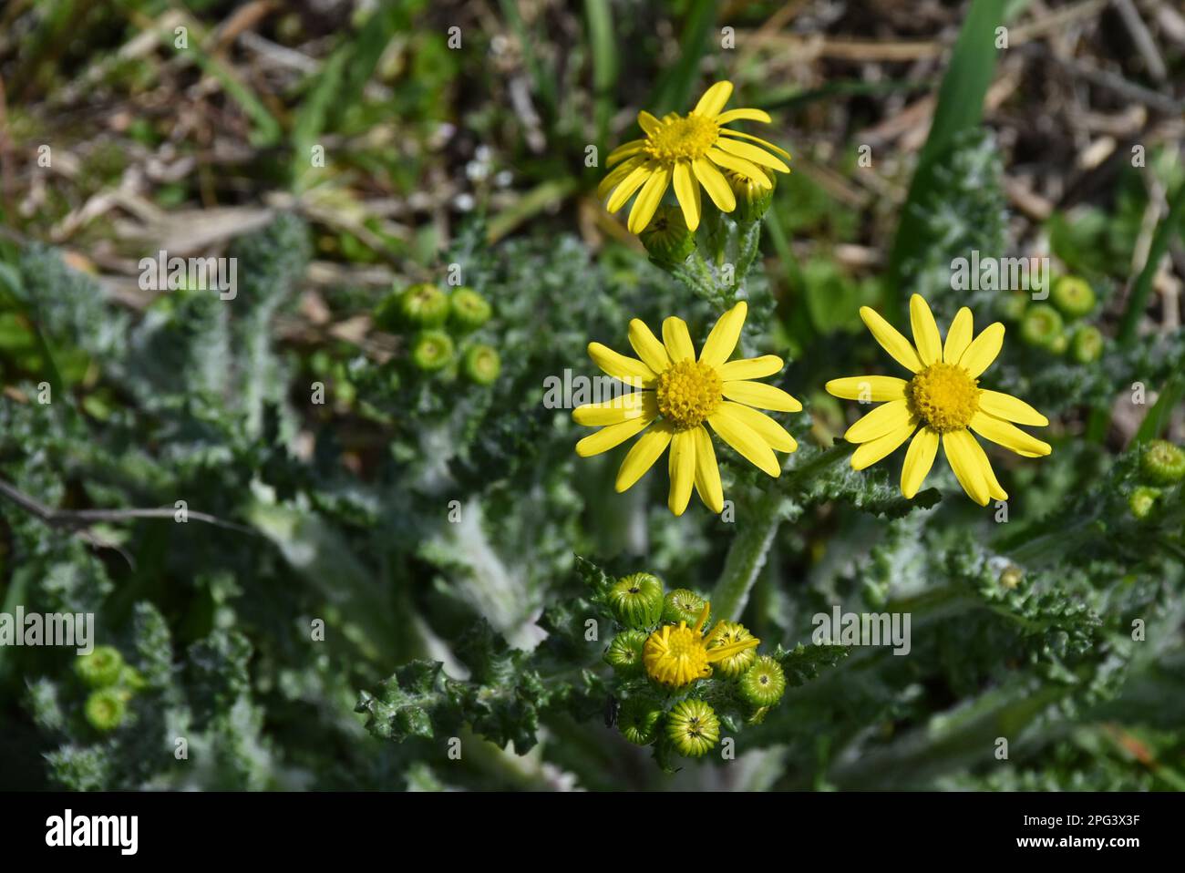Yellow Senecio squalidus flower on a spring sun Stock Photo - Alamy