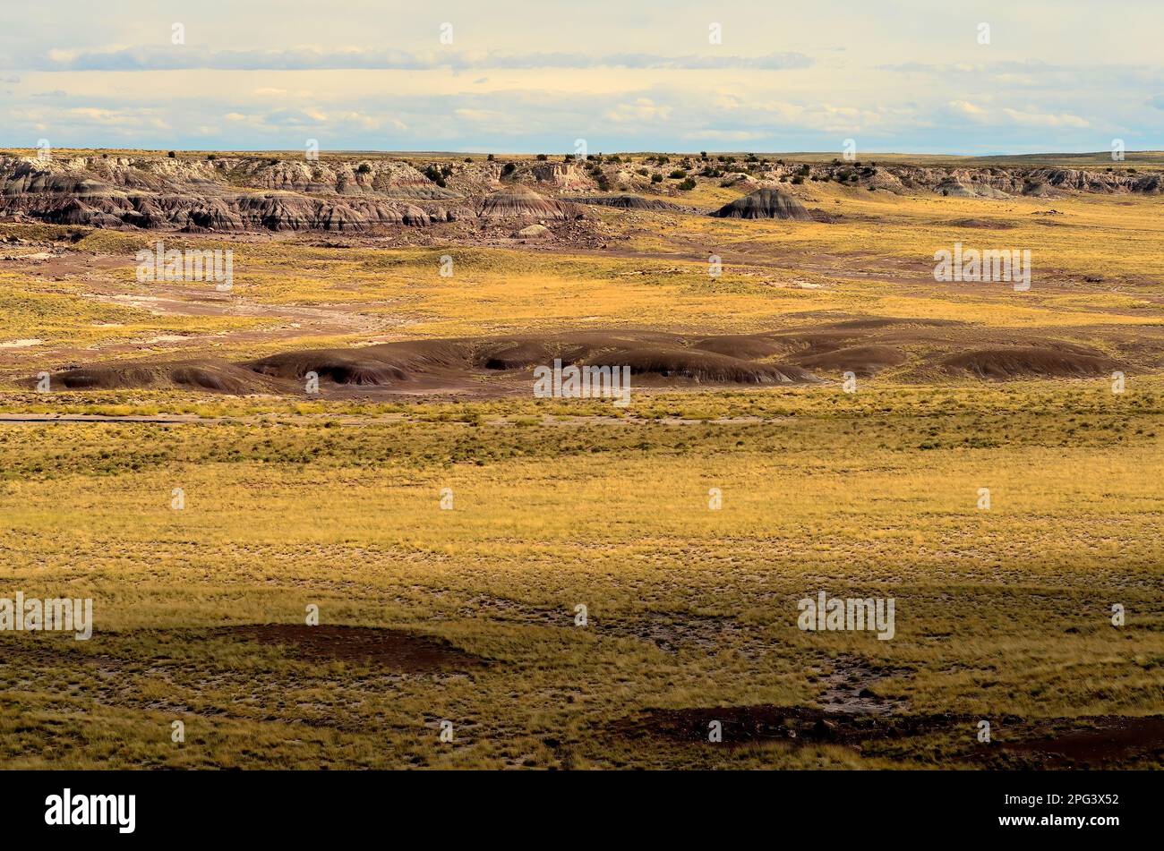Desolate and Scenic landscape of the ancient petrified forest in ...