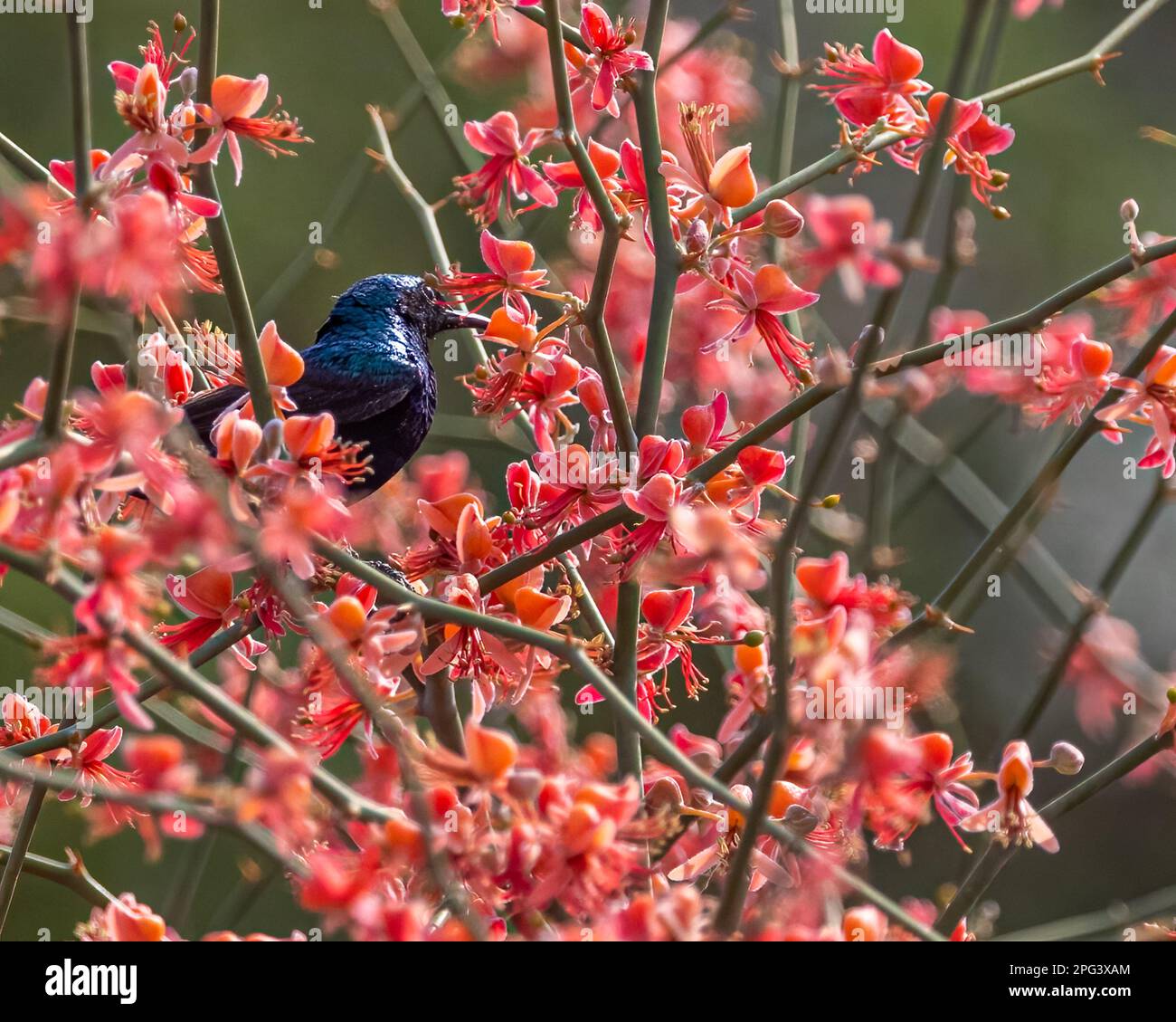 Sunbird pollination hi-res stock photography and images - Alamy