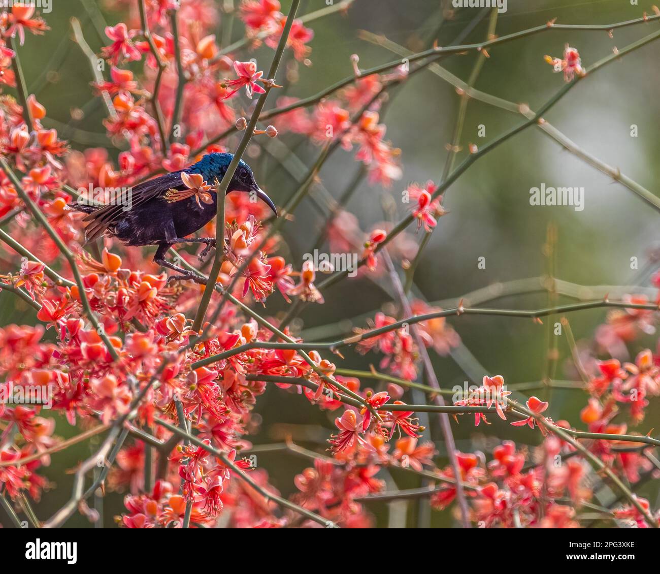 Sunbird pollination hi-res stock photography and images - Alamy