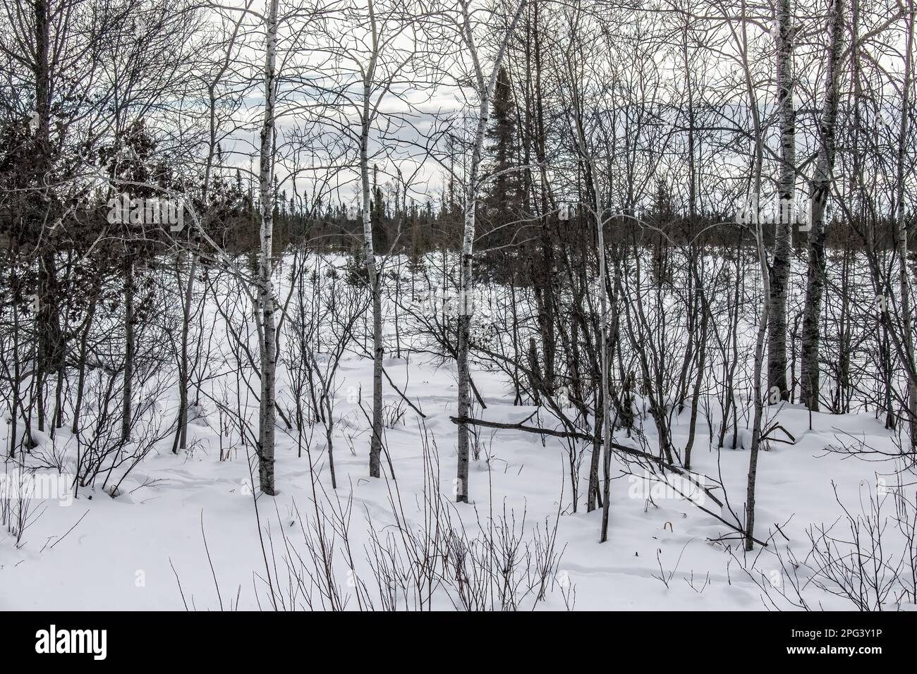 Landscape of trees and snow at Sax-Zim Bog Nature Preserve on a winter ...