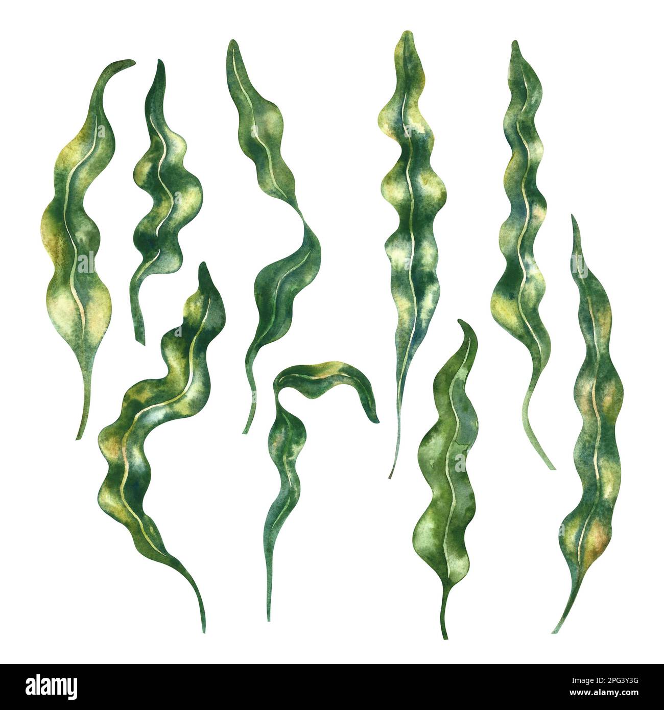 Underwater seaweed spirulina. Watercolor handmade. Aquarium, tropical ...